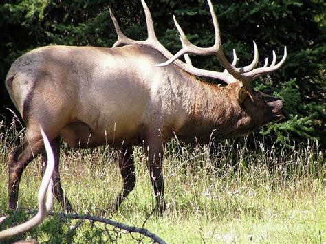 Bull Elk Bugling Photograph By Mel S Fine Art America