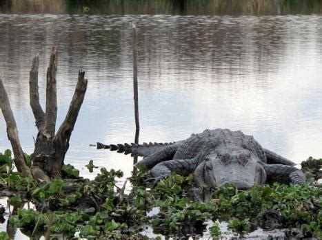 An Up Close Walk With Alligators Near Gainesville The Denver Post