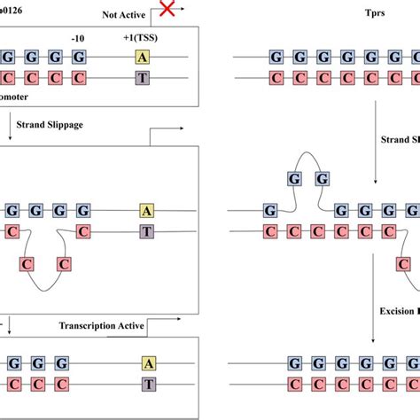 Phase Variation Caused By Sliding Chain Mismatch During Dna Download Scientific Diagram