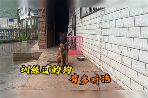 不养狗不知道养狗的乐趣，养一只听话的狗，是一种什么体验