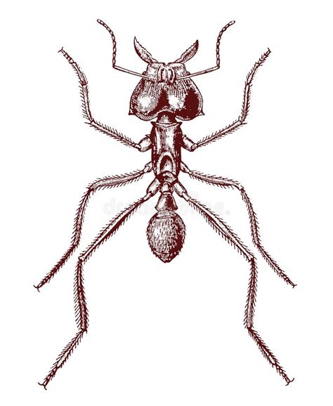 Ants Carrying Leaves Drawing
