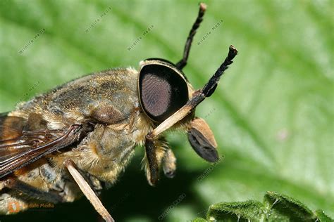 Bremse Bild Bestellen Naturbilder Bei Wildlife Media