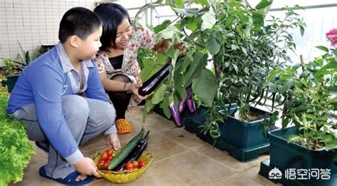 有哪些蔬菜適合種在陽台好養活不需要太費心也能吃到的那種 PEEKME