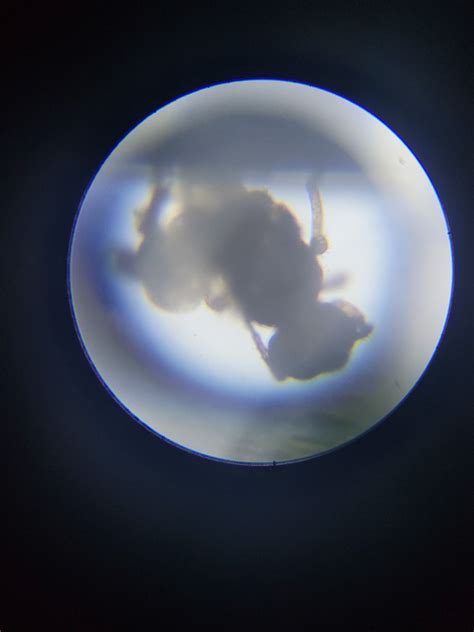 Create Meme Insect School Microscope Microscope Pictures Meme