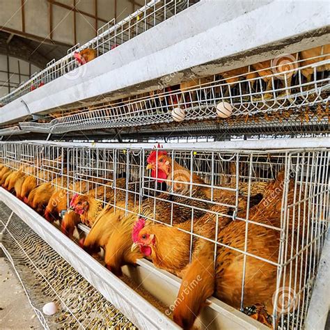 Poultry Farm House Design A Type Layer Chicken Cage For Egg Chicken