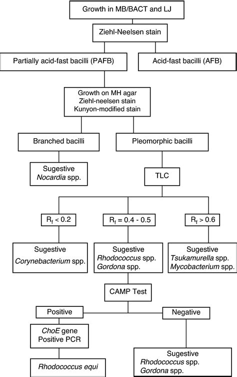 Phenotypic And Genotypic Characterization Of Rhodococcus Equi Isolated