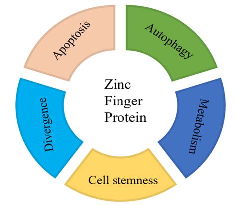 Research Progress On The Role Of Zinc Finger Protein In Colorectal Cancer