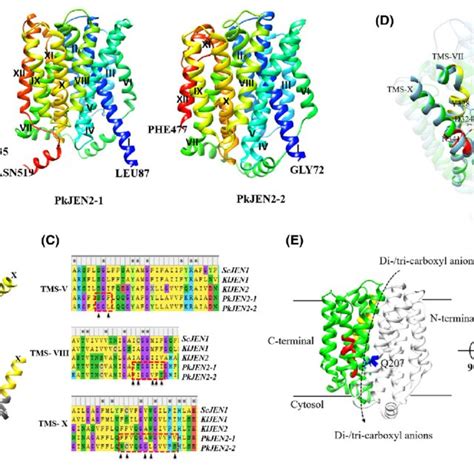 The Structural Basis Of Substrate Specificity A Transversal View Of