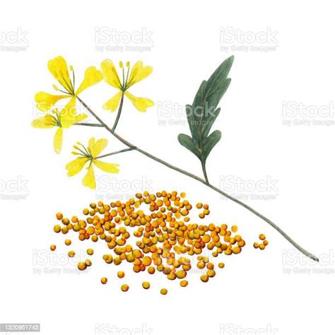 겨자 향신료의 분기 식물과 씨앗 겨자 흰색 배경에 격리 설정 수채화 손 그린 일러스트 겨자에 대한 스톡 벡터 아트 및 기타 이미지 Istock
