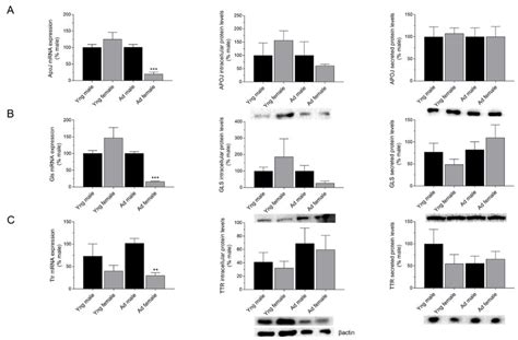 Effects Of Sex On The Expression Of Apolipoprotein J Apoj Gelsolin
