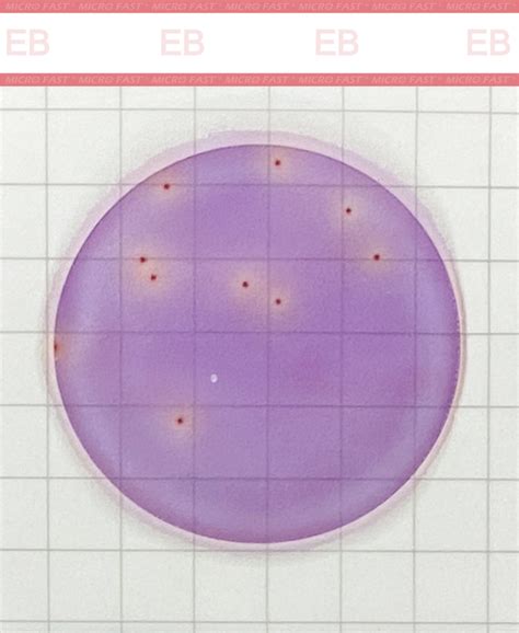 Microfast Premium Enterobacteriaceae Count Plate Meizheng