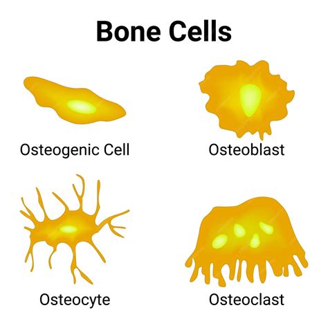 Premium Vector Bone Cells Osteogenic Cell Osteoblast Osteocyte