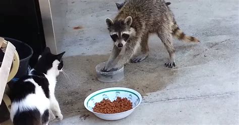 Will Raccoons Kill Cats Find Out Here Critter Stop