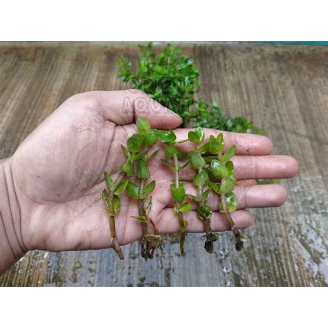 Jual Tanaman Aquascape Bacopa Caroliniana Per Batang Shopee Indonesia