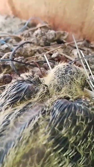 আল্লাহর কি সুন্দর সৃষ্টিঘুঘু পাখির বাচ্চা সৌদি আরবে Youtube Shorts