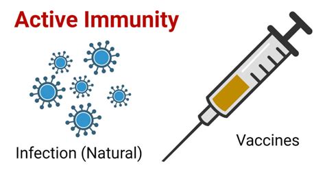 Active Immunity Definition Characteristics Types Examples