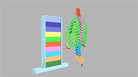 Ribs And Vertebrae Color Coded Animated 3d Model Cgtrader