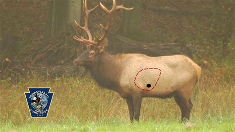 Elk Anatomy Diagram Rifle Shot Placement For Least Meat Loss Hunt