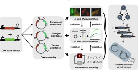 Reverse Engineering And Quantifying Context Effects In Synthetic Gene Networks