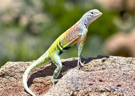Greater Earless Lizard Cophosaurus Texanus Echse Tiere