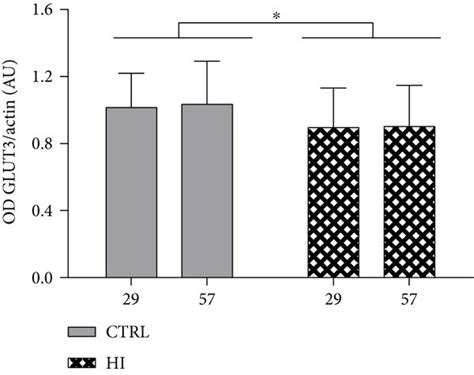 Relative Protein Levels Of Substrate Transporters At The Two Different