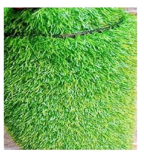 Plain Polypropylene PP Artificial Green Grass Mat For Garden Mat Size X Cm At Rs Sq