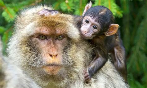 Barbary Macaque Curious Facts About This Rare Primate