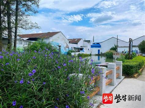 水岸共治，护家门口的幸福河塘社区江村居民