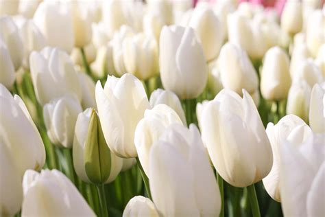 [1500 ] White Tulips Aesthetic Wallpapers