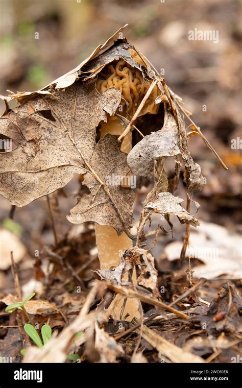 Morchella The True Morels Is A Genus Of Edible Sac Fungi With Exotic