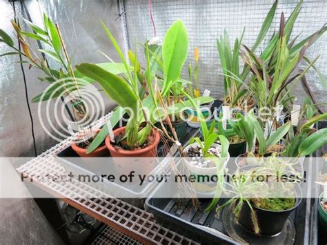 Phrag Vittatum Slippertalk Orchid Forum