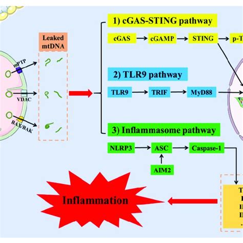 Mtdna Leakage Induces Inflammation Activation Mtdna Is Released Into