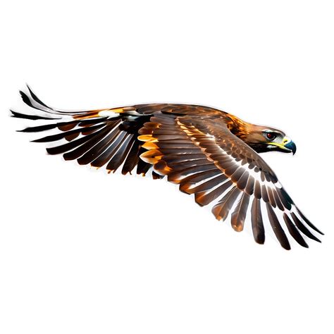 200 Hawk Png Images Page 2