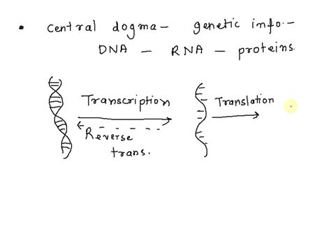 Solved 23 Draw A Diagram Of The Central Dogma Of Molecular Biology