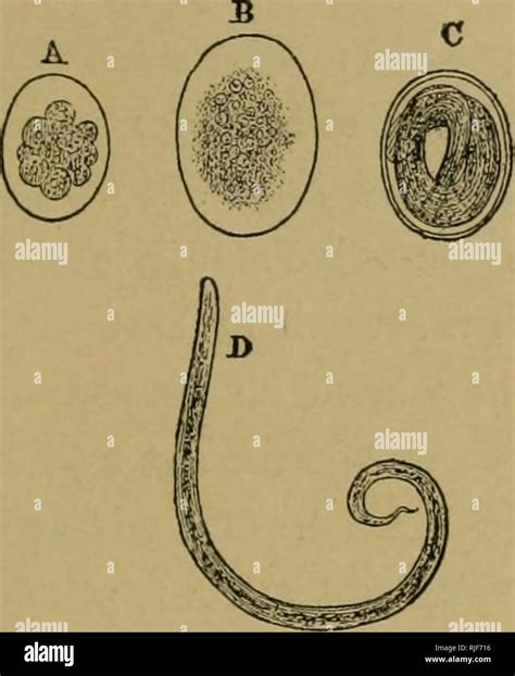 Strongylus Equinus Whole Mount