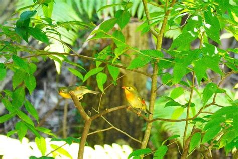 涼しさをもとめて里山にソウシチョウ特定外来生物528