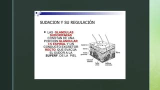 Temperatura Corporal Enfermeria Medica PPT Descarga Gratuita