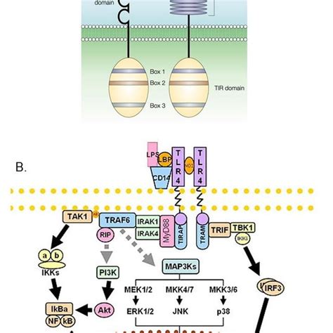 Pge2 Biosynthetic Pathway Pla2 Cytosolic Phospholipase A2 Cox