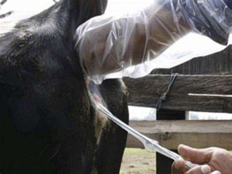 Realizar N Curso Presencial De Inseminaci N Artificial En Bovinos