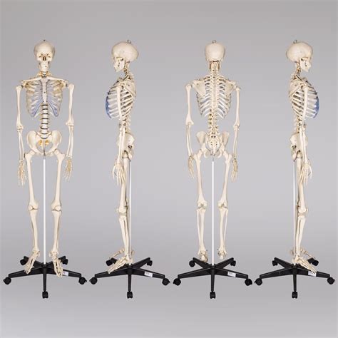 قیمت و خرید مدل تشریحی اسکلت انسان Tectake اسکلت در اندازه واقعی، مدل