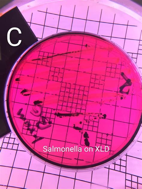 Issues Related To Salmonella Detection Methods Researchgate