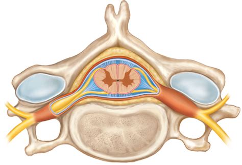 Chapter 13 Spinal Cord Diagram Quizlet