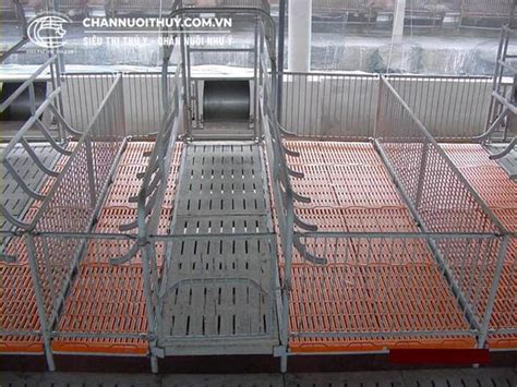 Kỹ Thuật Nuôi Heo Nái Sinh Sản