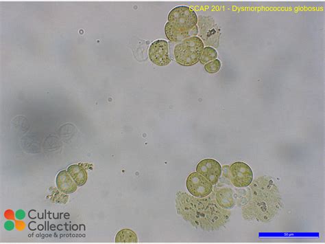 Dysmorphococcus Globosus