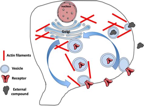 Diagram Of Actin Dependent Structures Such As Golgi Complex And