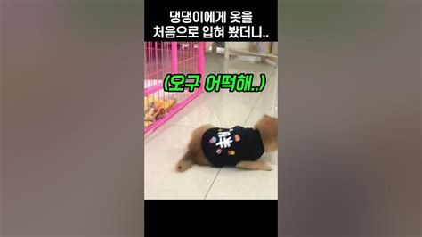 태어나서 처음으로 옷을 입은 강아지의 귀여운 반응 Youtube