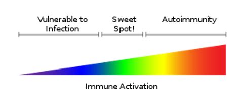 Immune Health Is All About Balance An Immunologist Explains Why Both