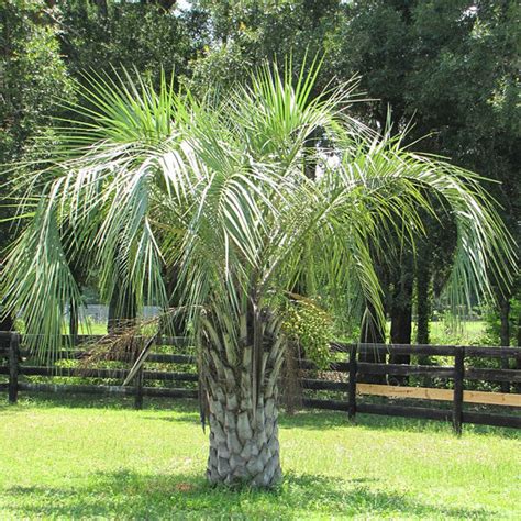 Pindo Palm Tree Cold Hardy Atlanta Palms