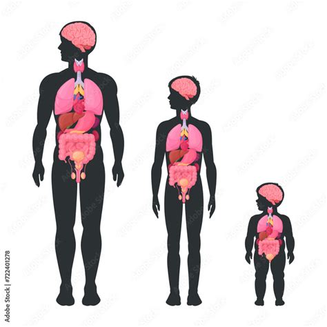 Male Body Diagram Internal Organs Infographic Man Boy And Baby