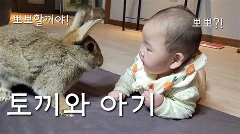 토끼의 달콤한 뽀뽀 한 번에 아기의 마음은 녹아내린다 Youtube